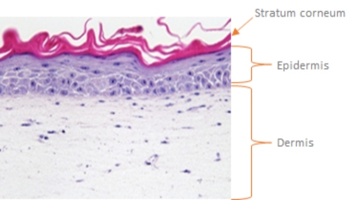 Analysing skincare products | Sheffield Hallam University